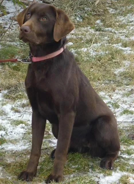 Adult Labrador Retriever